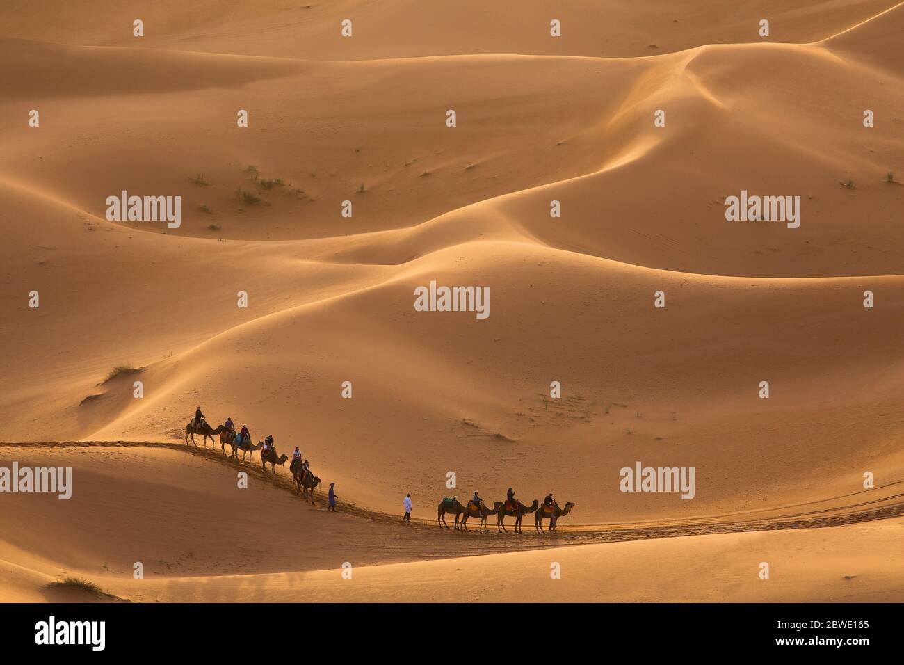 Camel procession in the desert in Merzouga, Morocco Stock Photo - Alamy