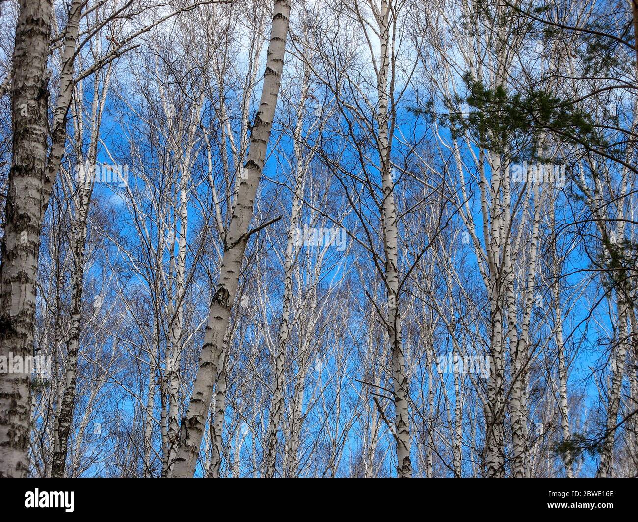 chelyabinsk, Russia- April, 2019, Cottonwood poplar tree jungle.Poplar ...