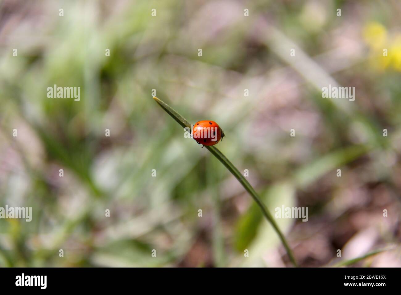 Tusks of the insect hi-res stock photography and images - Alamy