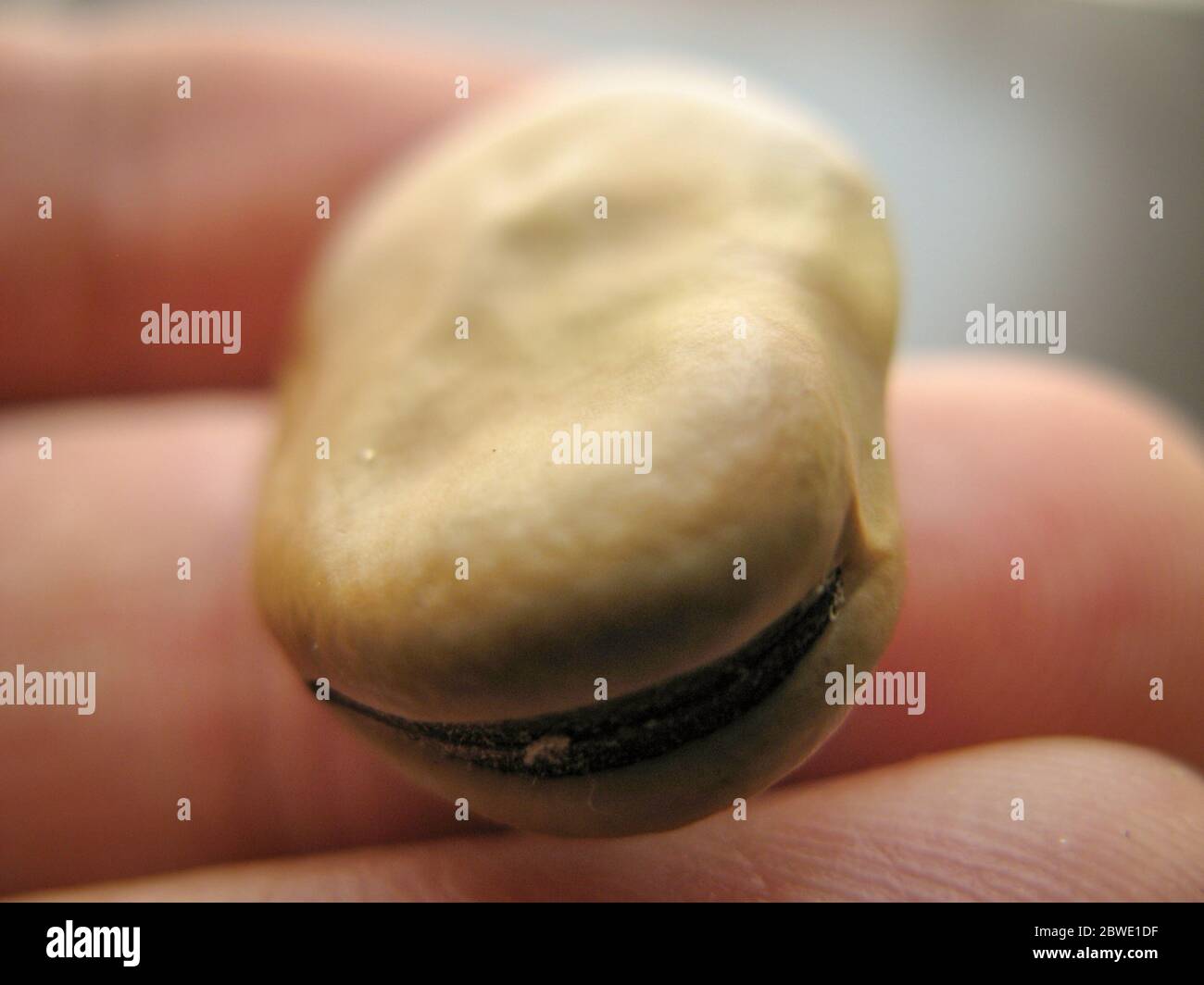 Close up of broad bean seed on a finger. Dried broad bean seed Stock ...