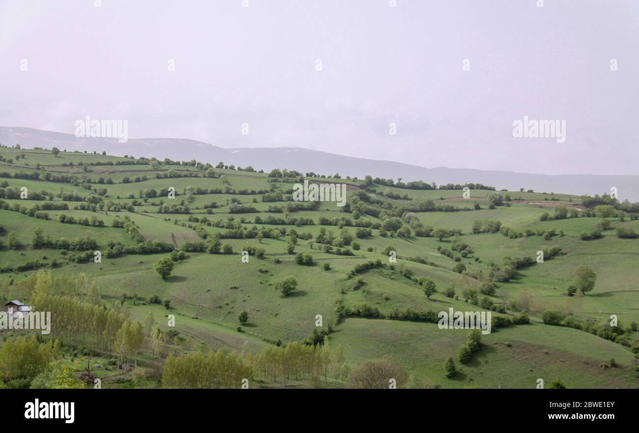 Unique plains landscape with trees in north of Iran, Gilan Stock Photo ...