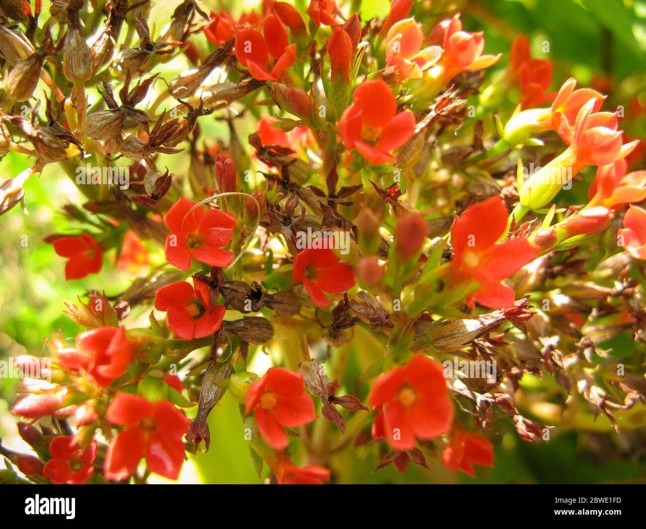 Blooming Kalanchoe or Widow's-thrill red Flower. Other names of the ...