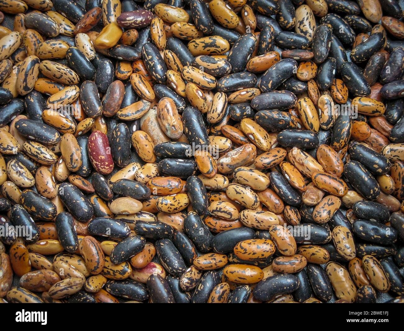 Phaseolus vulgaris plant hi-res stock photography and images - Alamy