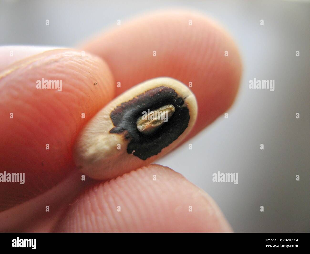 Single Pea Seed