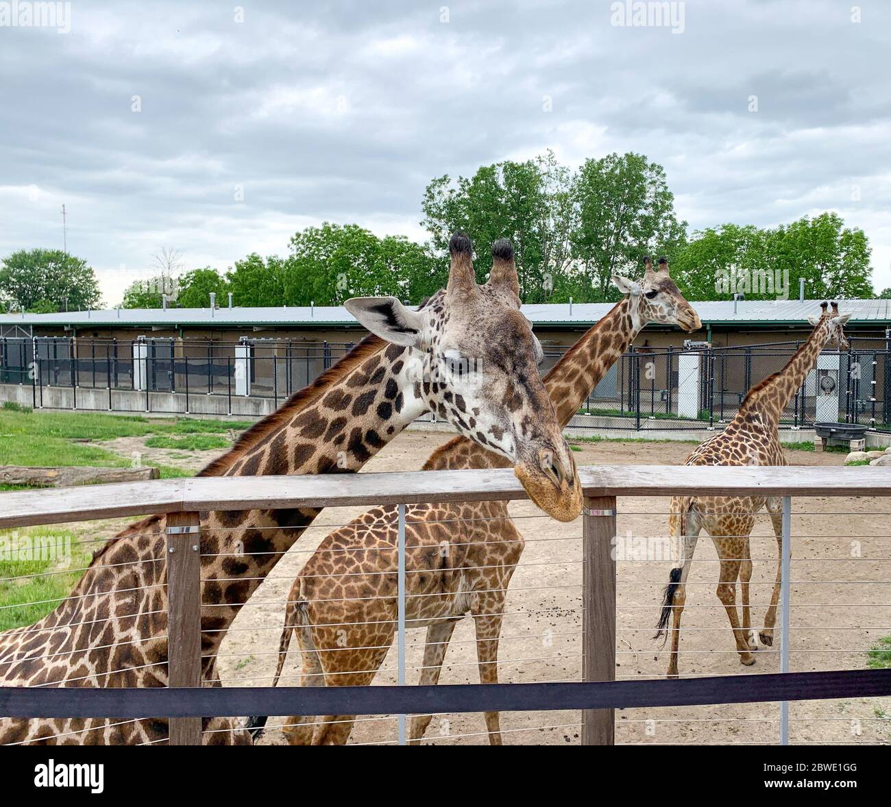 Ann Arbor, Michigan, USA, June 21, 2019: Three giraffe in zoo. Animals ...