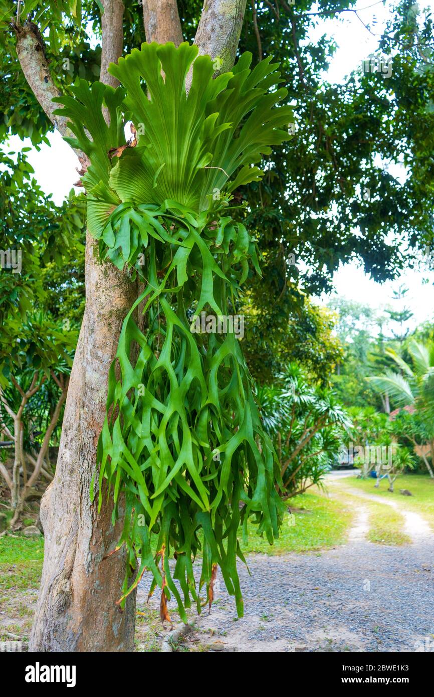 Unusual fern tree. Strange plants close up Stock Photo - Alamy