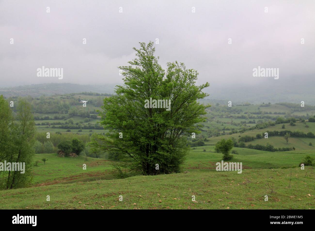 Iranian landscape in Gilan region with green grass plains and trees ...