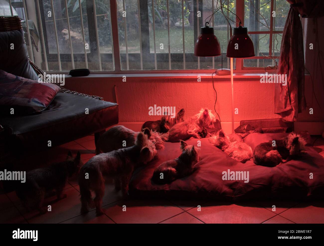 Domestic pet dogs sleep under an infrared light indoors for warmth ...