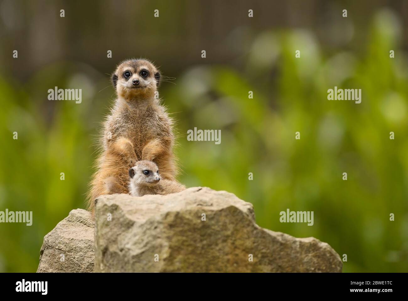 Meercat - Suricata suricatta, popular small carnivores from African ...