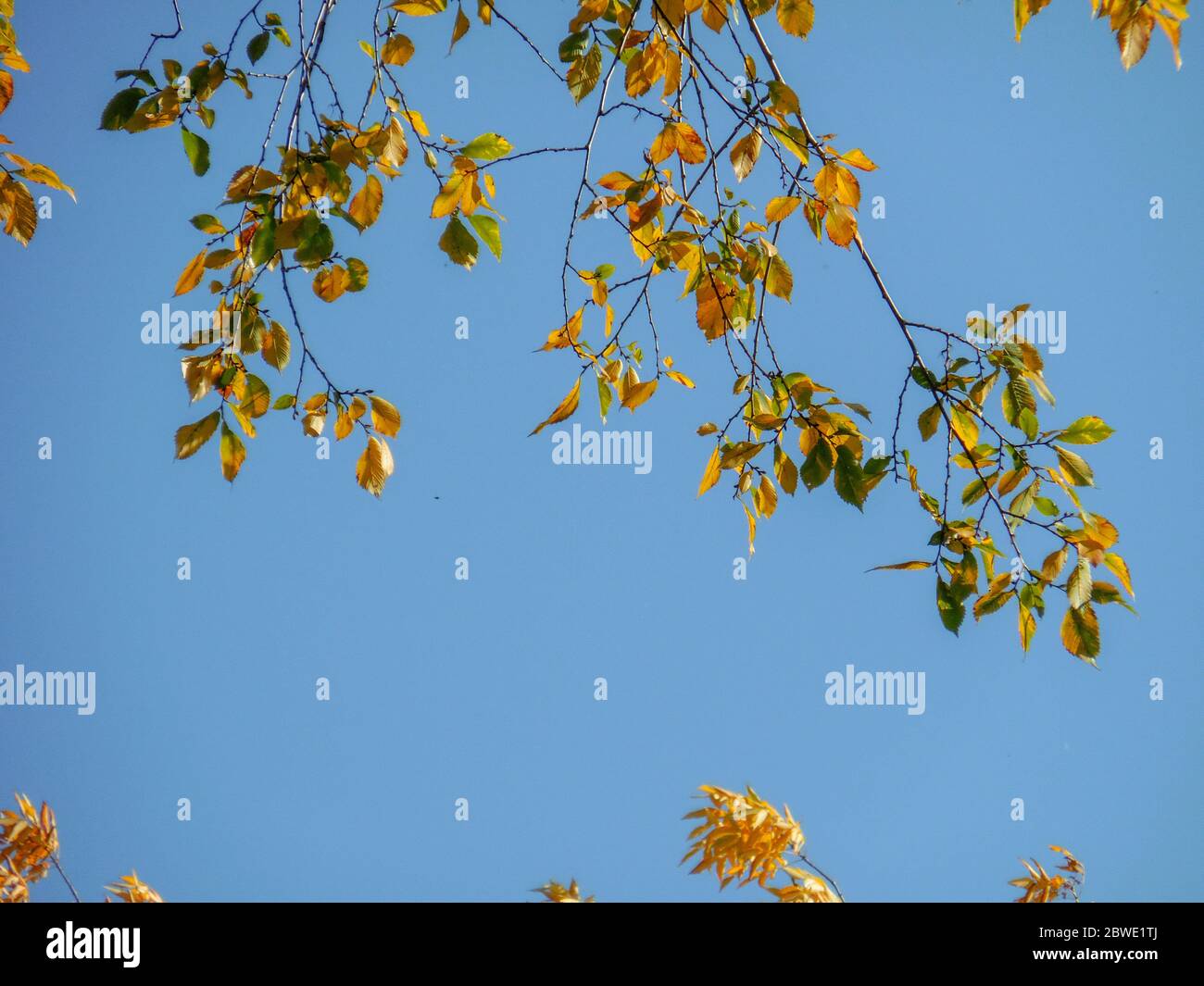 Deciduous foliage in autumn with blue sky background in Chelyabinsk, russia. Tree colored ...