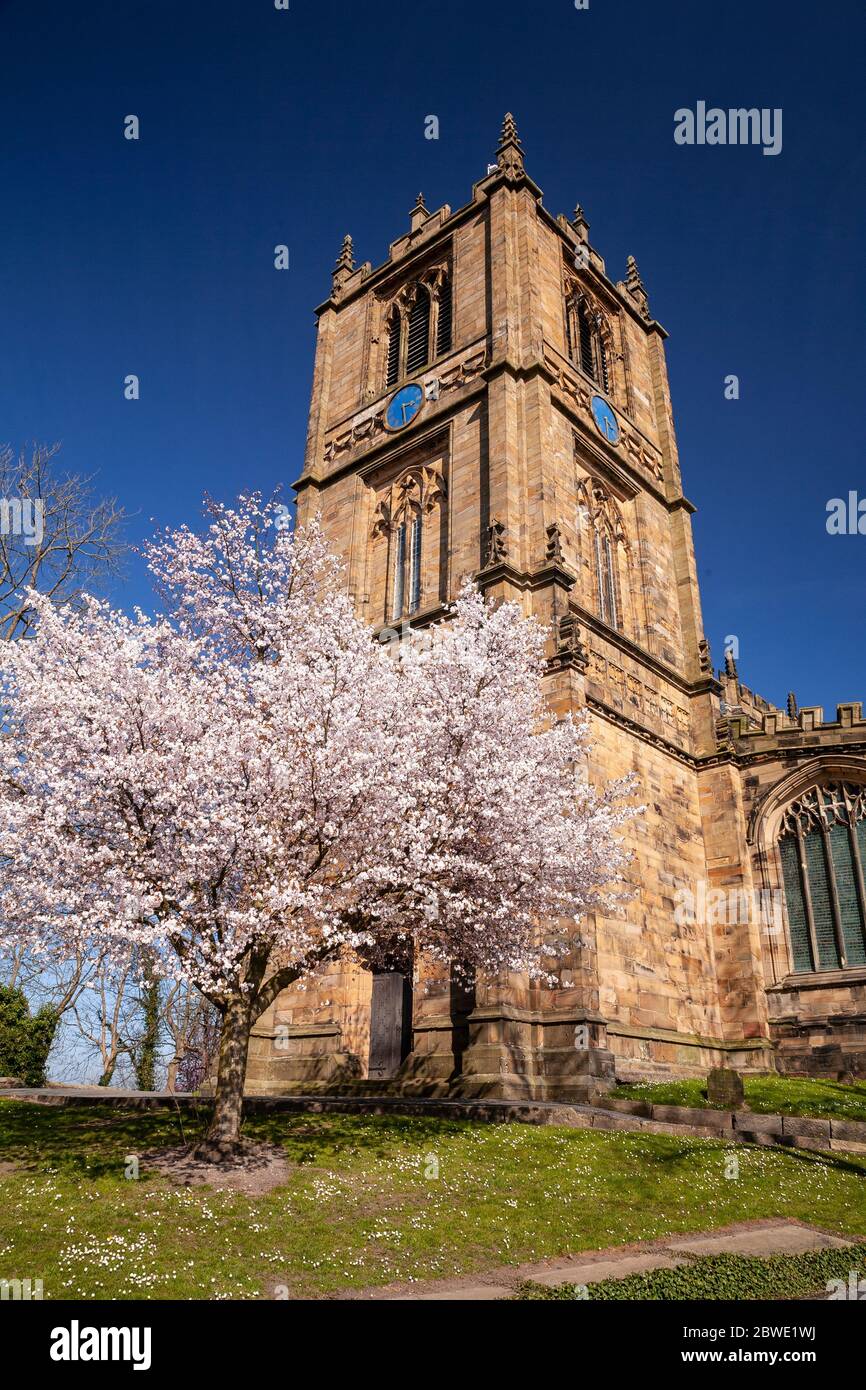 Saint Marys parish church Mold with spring blossom Stock Photo - Alamy