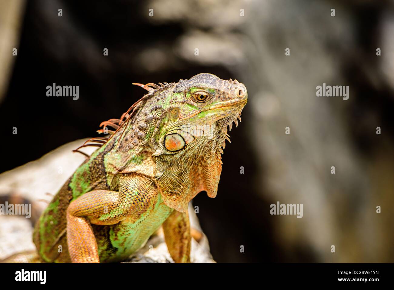 Iguana dragon close up. Iguanas warming in the sun on volcanic rocks ...