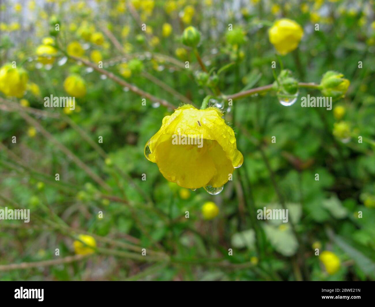 Beautiful yellow flowers in iran hi-res stock photography and images ...