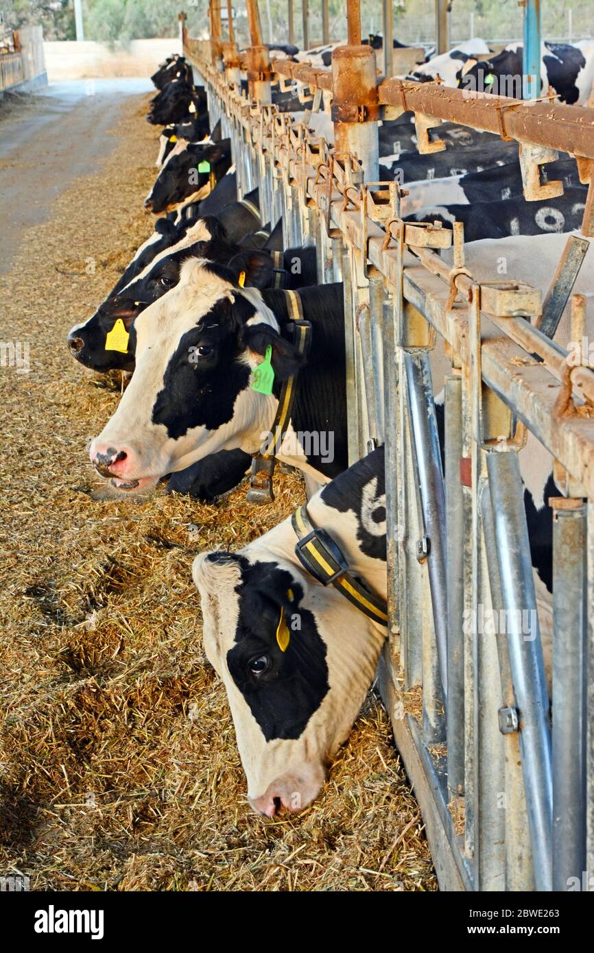 Cows eating in a cow shed Stock Photo - Alamy