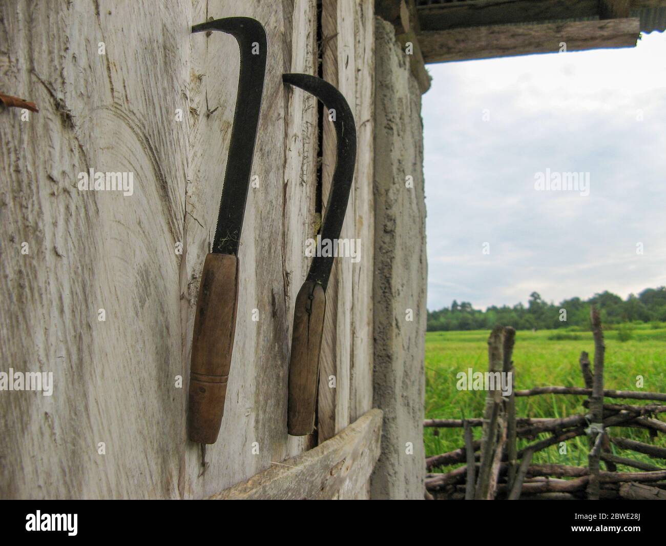 Two sickles on wooden background after using for harvesting cereals ...