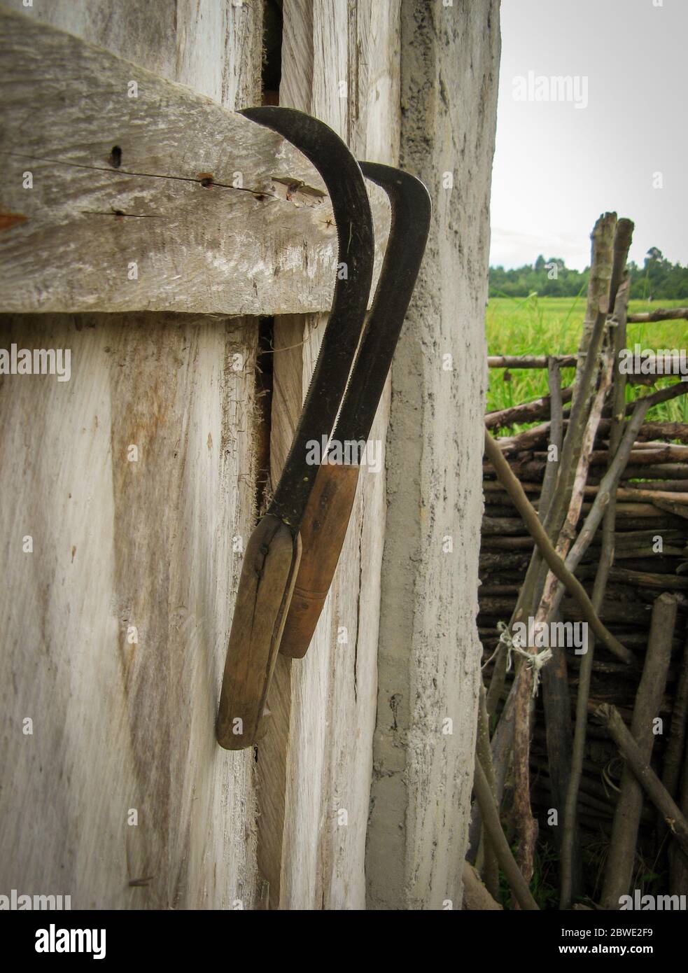 Two sickles on wooden background after using for harvesting cereals ...