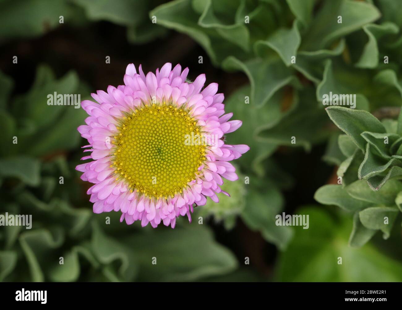 Erigeron flower hi-res stock photography and images - Alamy