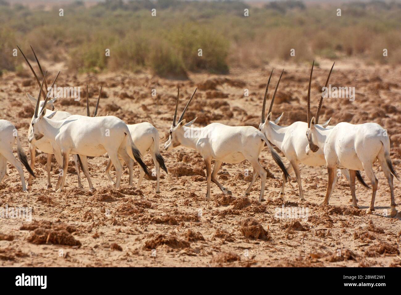 Arabian oryx, white oryx (Oryx leucoryx) herd walking in the desert ...