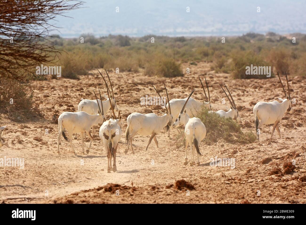 Arabian oryx, white oryx (Oryx leucoryx) herd walking in the desert ...