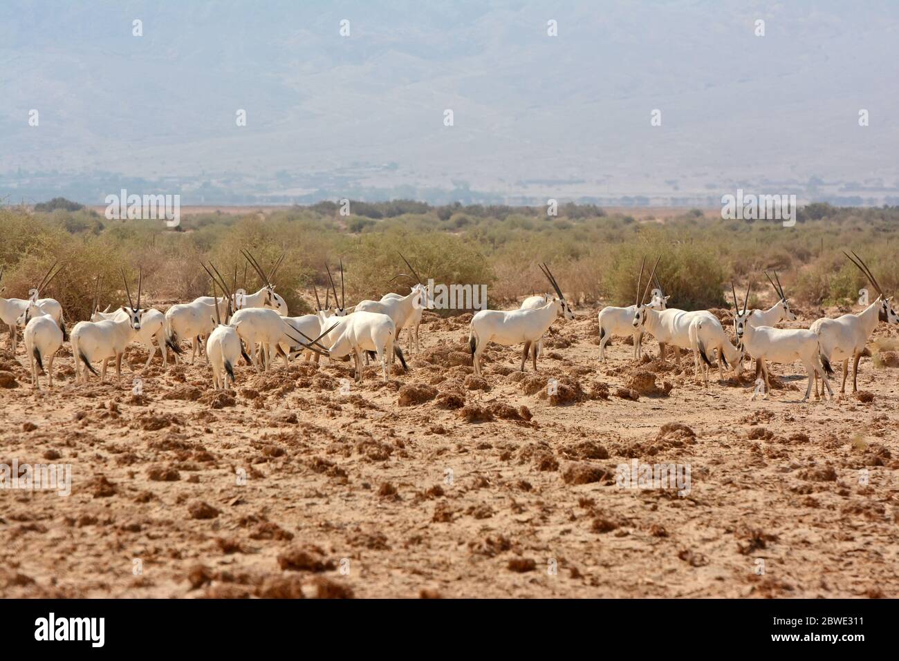 Arabian oryx, white oryx (Oryx leucoryx) herd walking in the desert ...