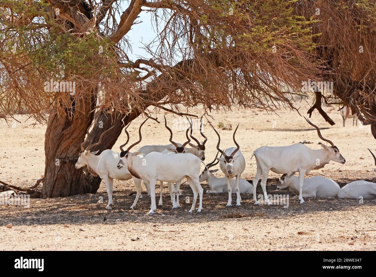 Tree shade animal hi-res stock photography and images - Alamy