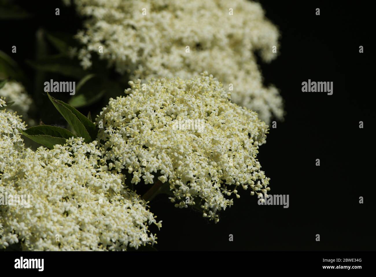 The flowers of an Elder tree, Sambucus nigra, in springtime in the UK ...