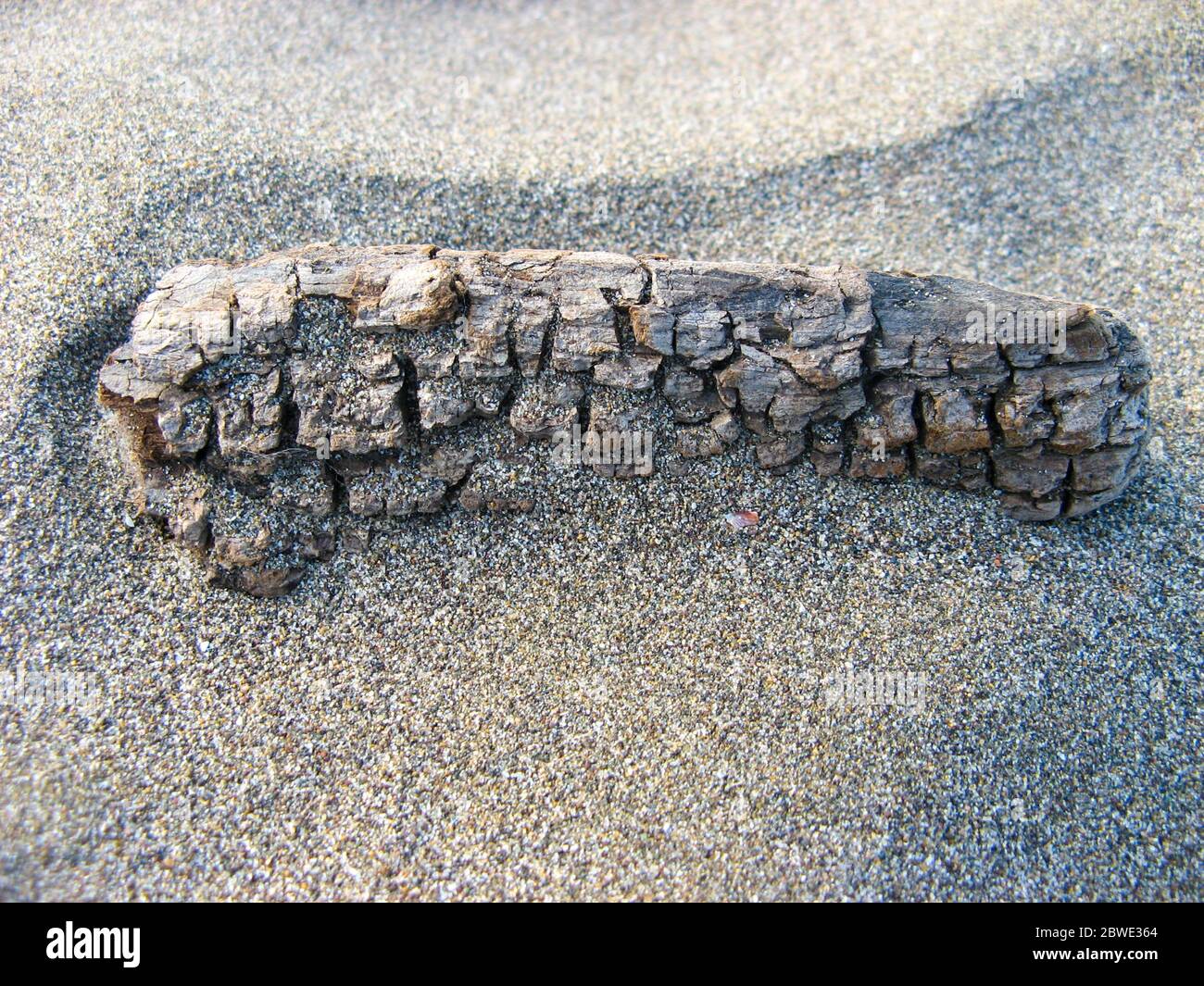 Sandy beach texture old wooden. Old wood near sandy beach. A piece of ...