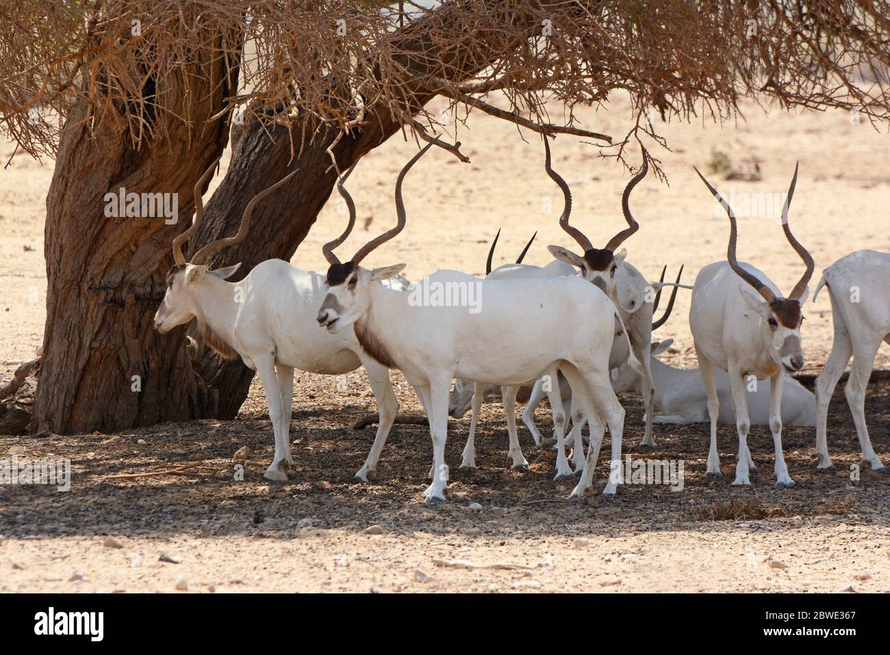 Umbrella thorn acacia tree hi-res stock photography and images - Alamy