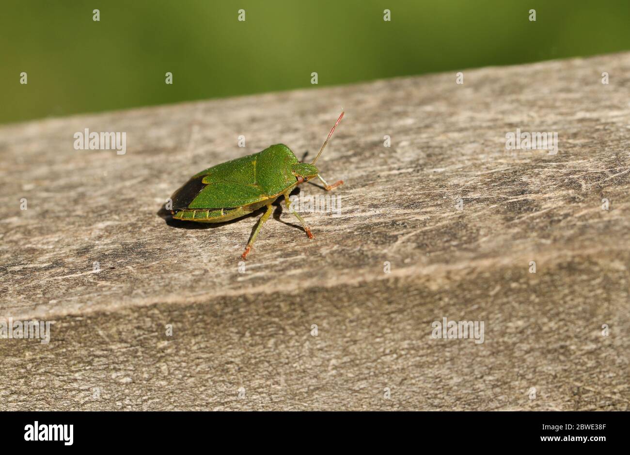 Shieldbug image hi-res stock photography and images - Alamy