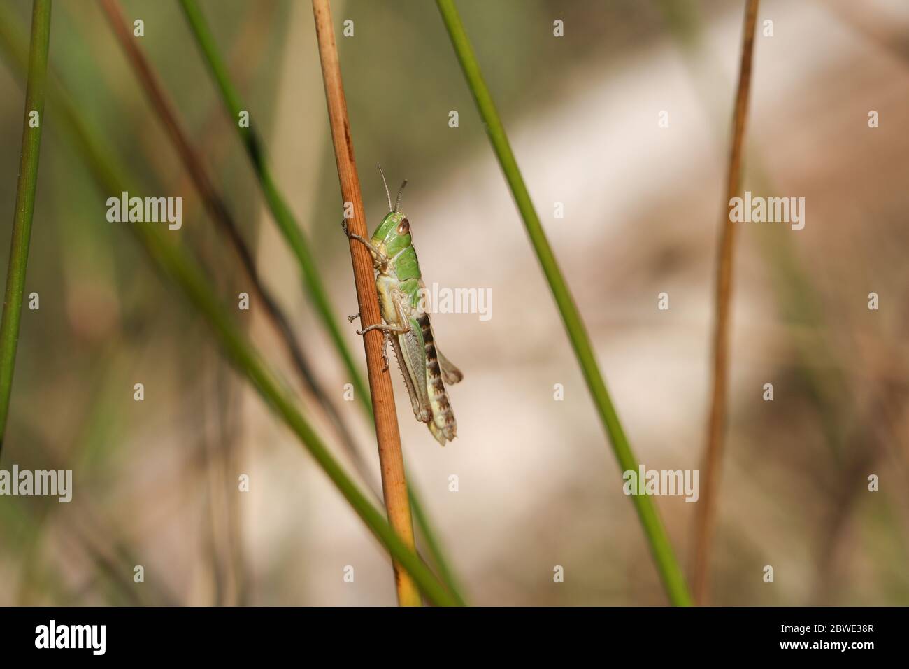 Cute grasshoppers hi-res stock photography and images - Alamy