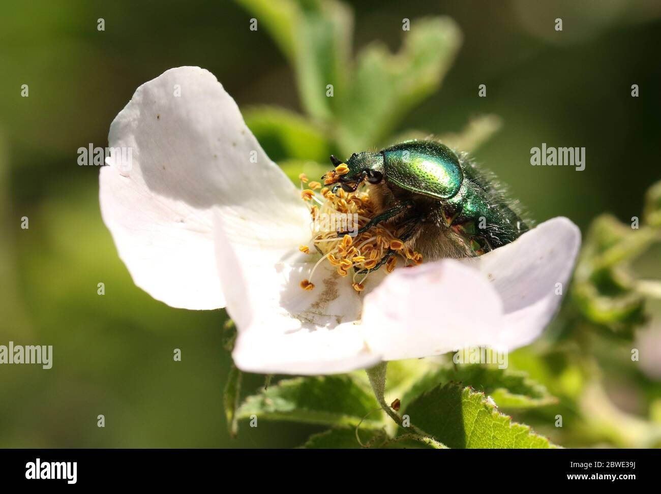 A pretty Rose Chafer or the Green rose Chafer Beetle, Cetonia aurata ...