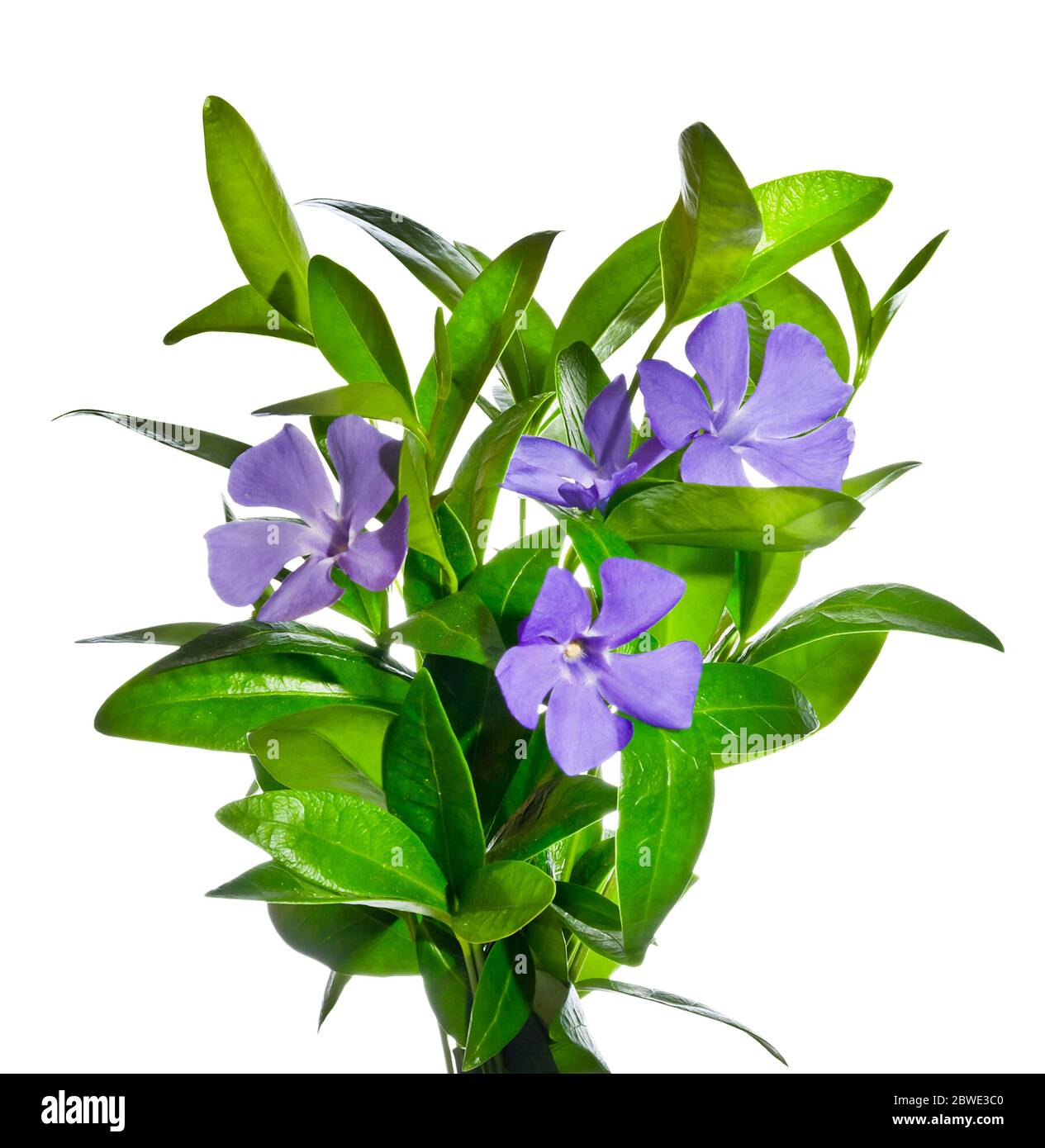 Periwinkle flowers isolated on white background Stock Photo - Alamy