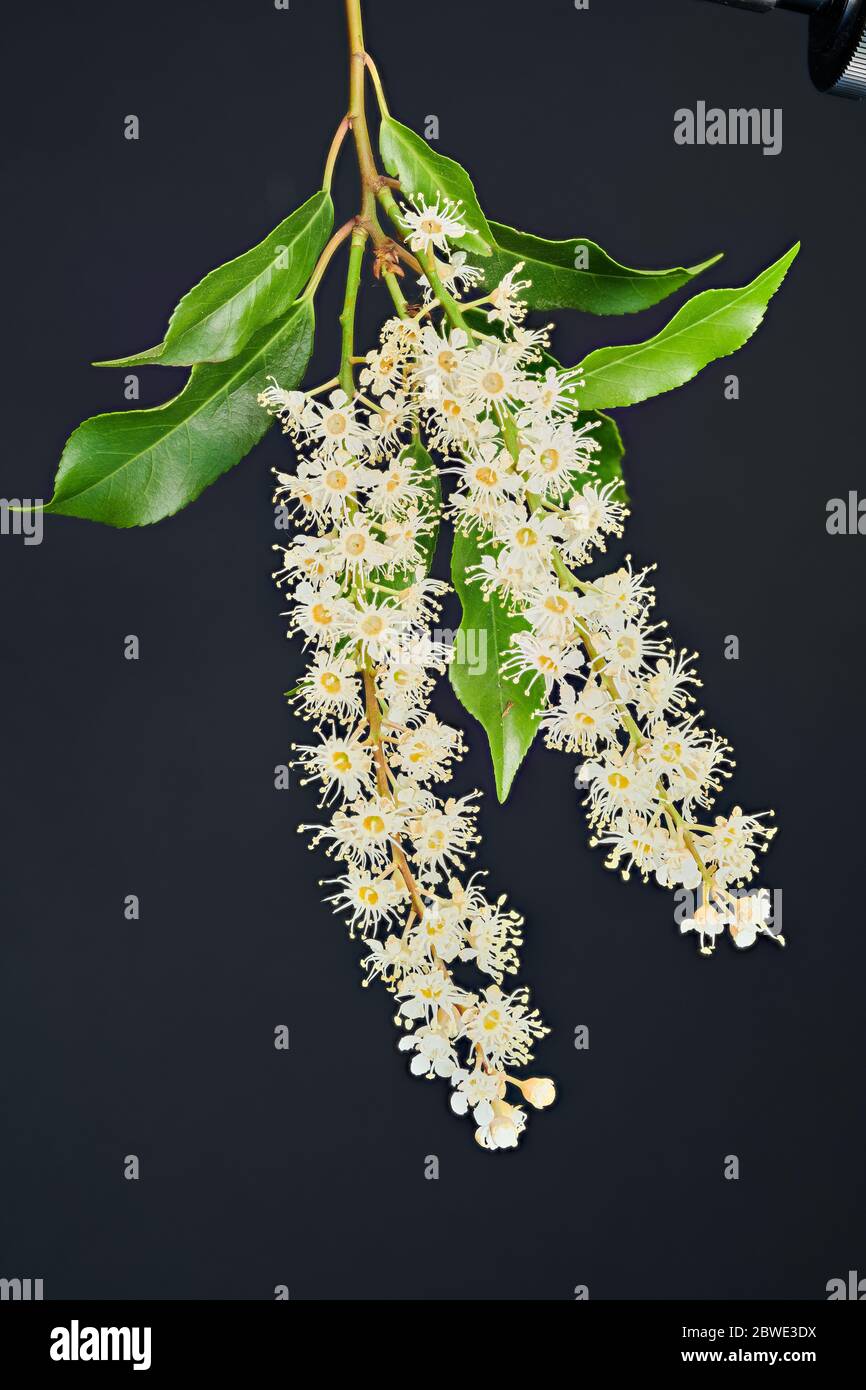 Cherry laurel flowers hi-res stock photography and images - Alamy