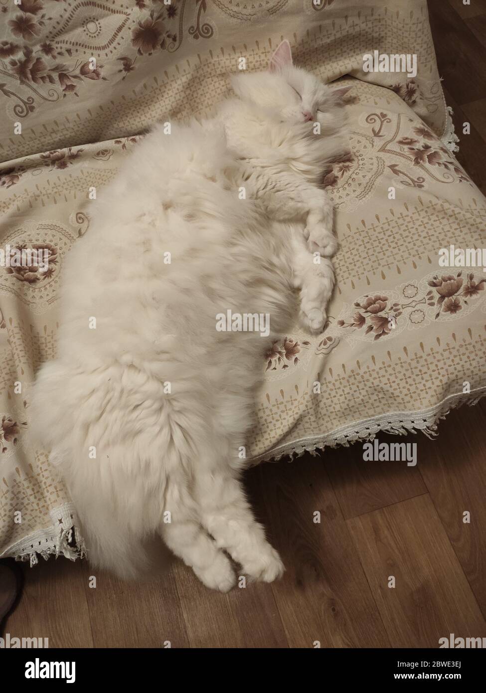 a white cat sleeping on the couch Stock Photo - Alamy