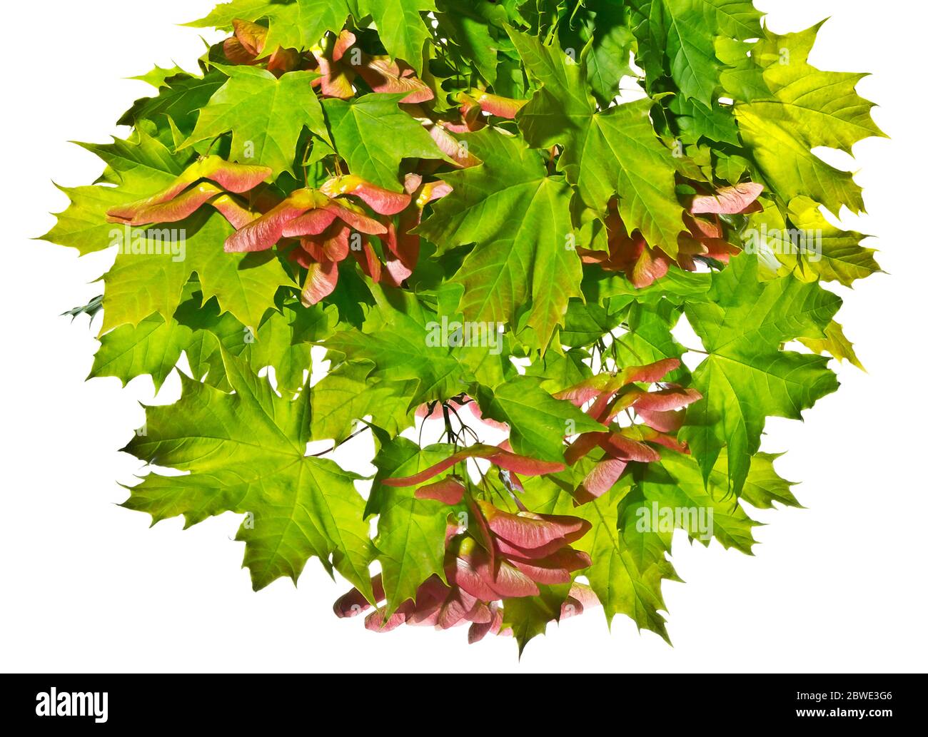 Maple Tree Seeds Closeup High Resolution Stock Photography and Images ...