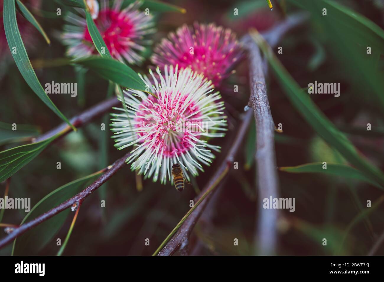 native Australian pin-cushion hakea plant outdoor in sunny backyard ...