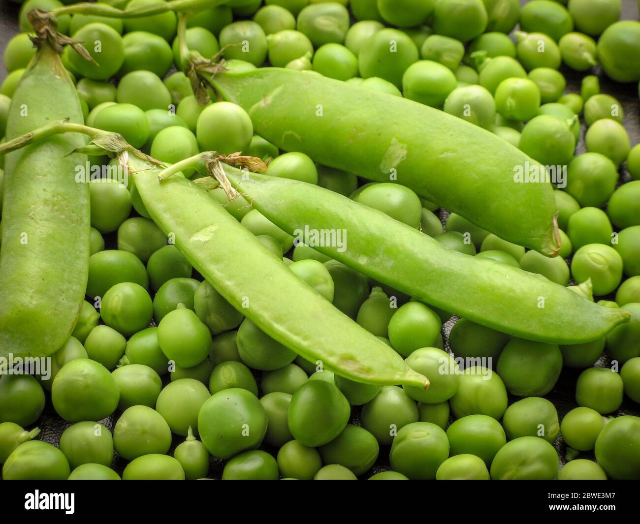 Closeup of fresh green peeled peas (Pisum sativum) and green peas in ...