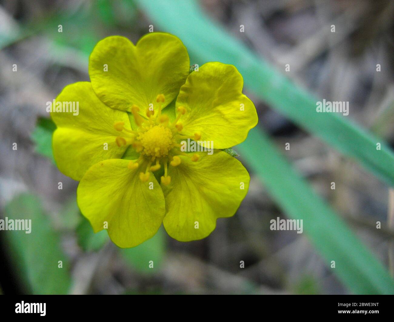 Close up of Yellow Wild flower with blurred background. Wildflower in ...