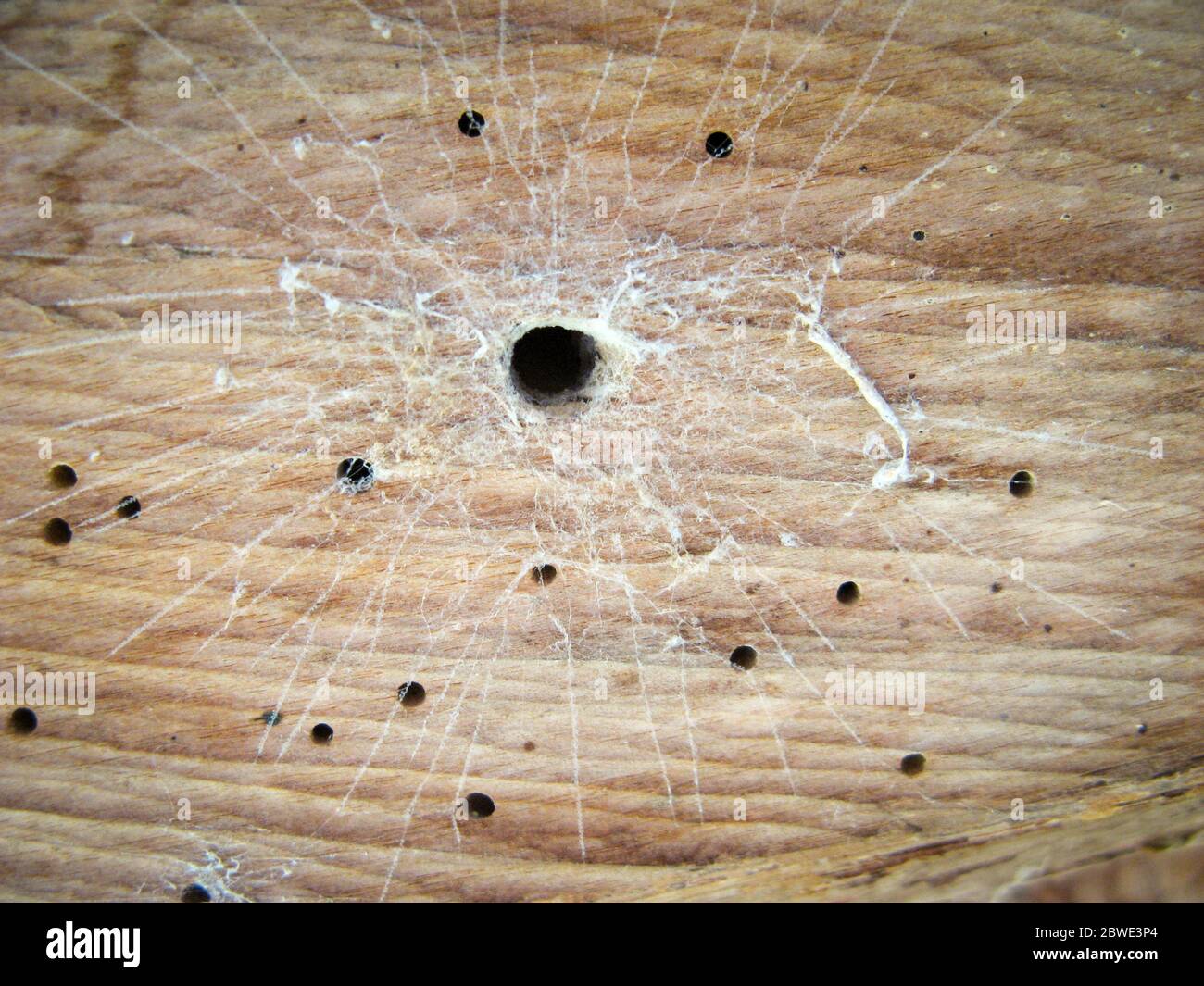 Ceiling cobweb hi-res stock photography and images - Alamy
