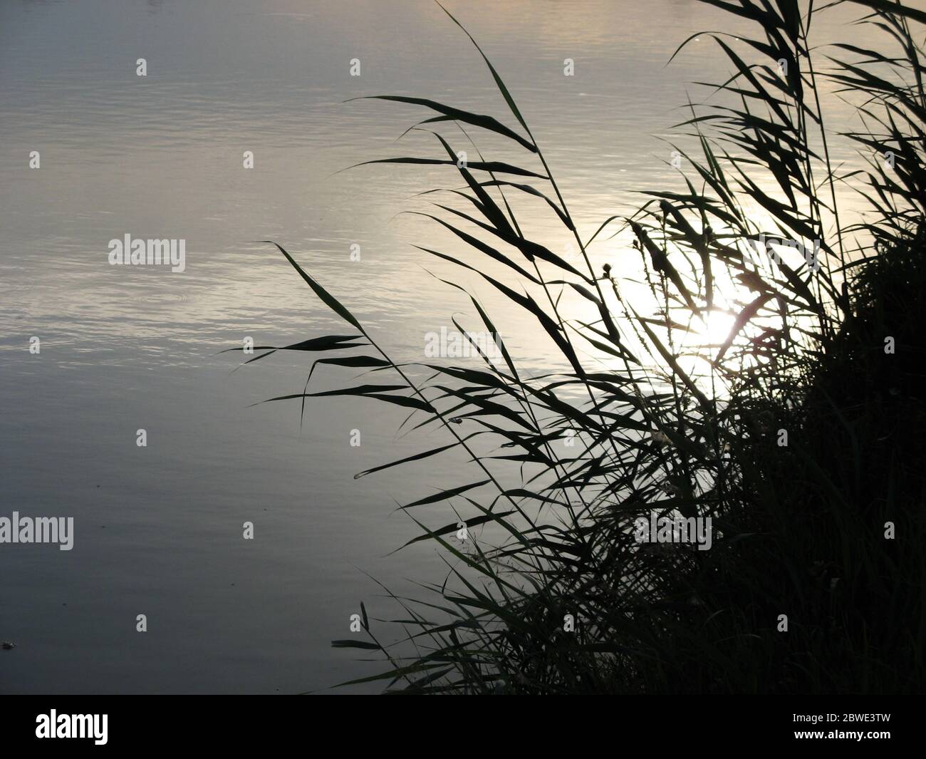 Sunlight in the lake water in the morning. Next to the lake in the ...