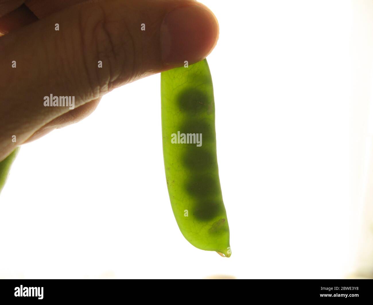 Closeup of a fresh green peas in the pods (Pisum sativum) between ...