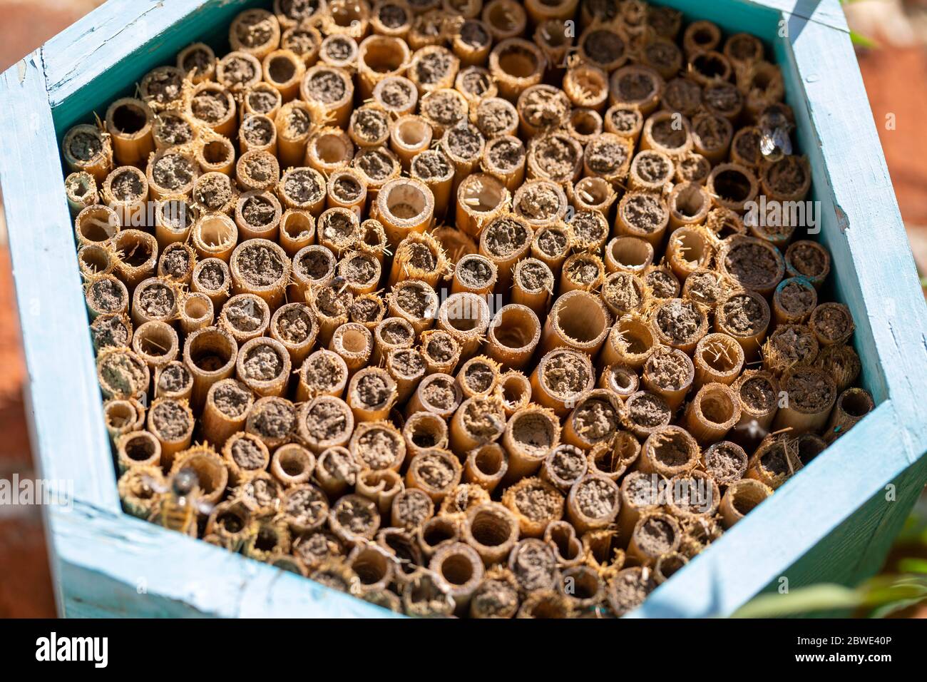 Mason bee, species of bees, genus Osmia, family Megachilidae, nest ...