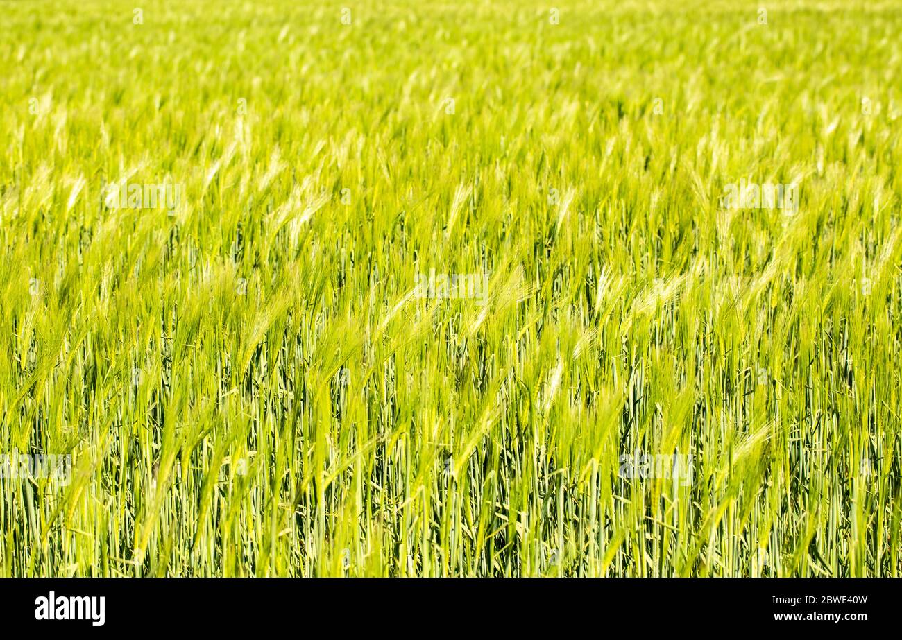 Fresh young green stalks of barley crop going in field Spring early ...