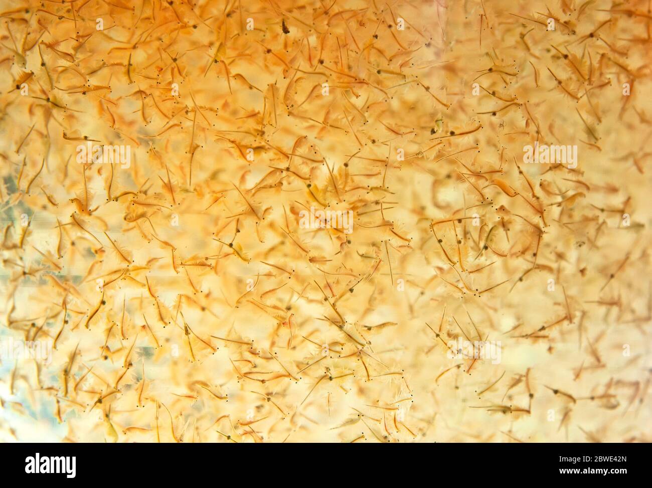 Krill in closeup Stock Photo - Alamy