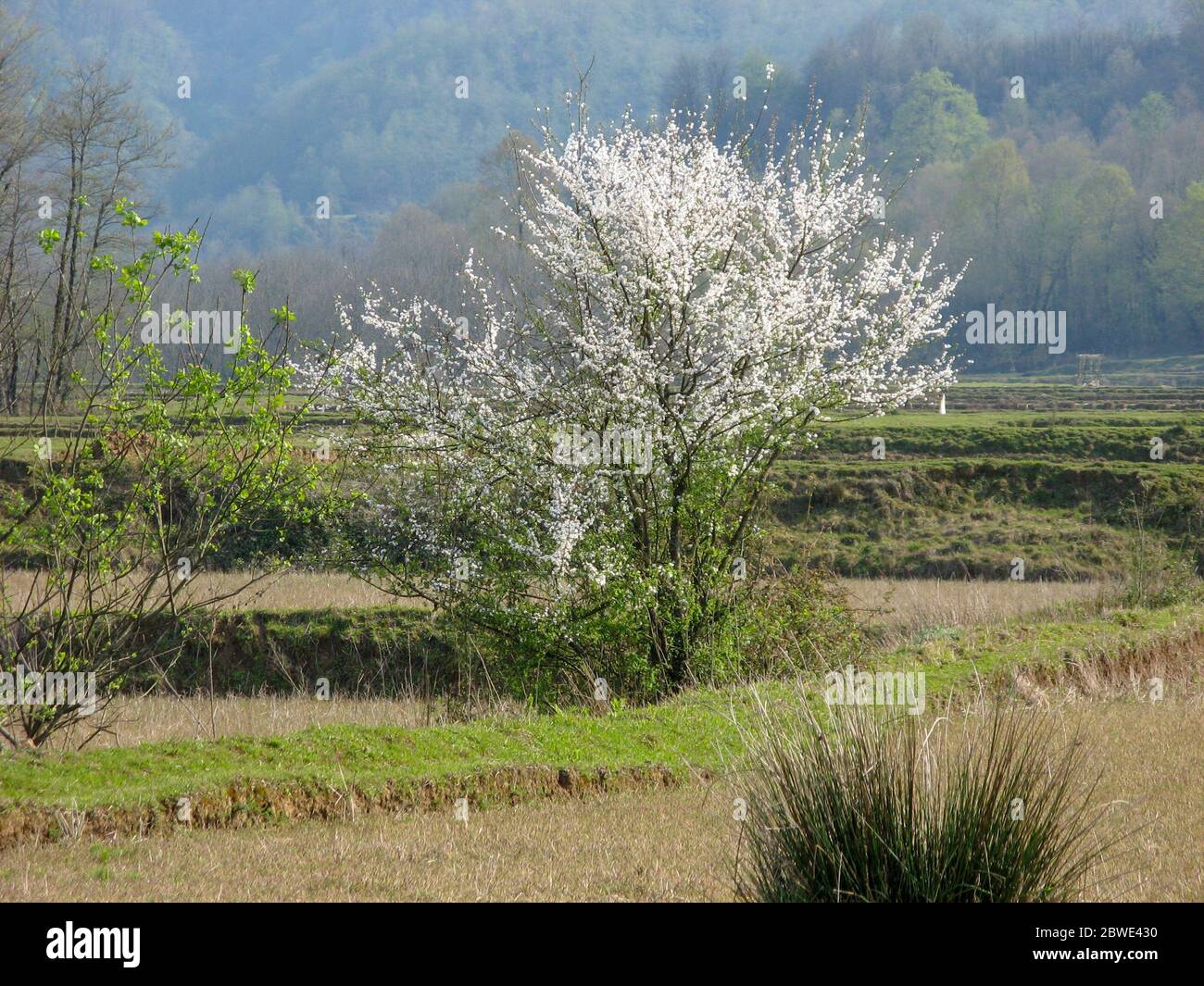 Spring rural landscape with blossoming Persian plum tree. Beginning of ...