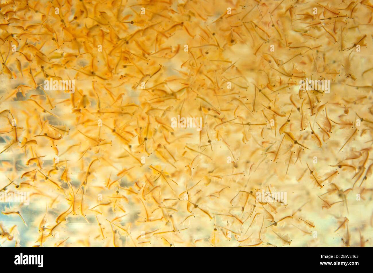 Krill in closeup Stock Photo - Alamy