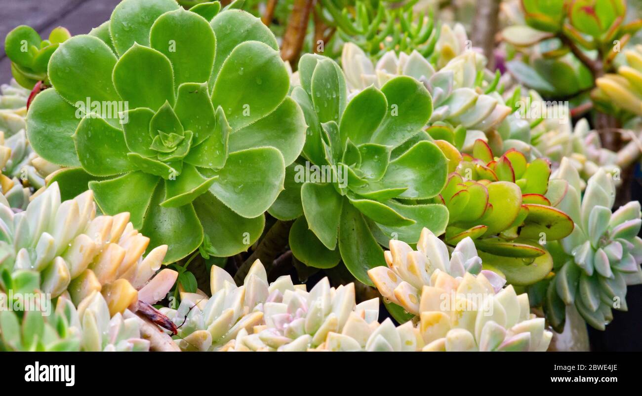 Healthy succulent plants closeup Stock Photo - Alamy