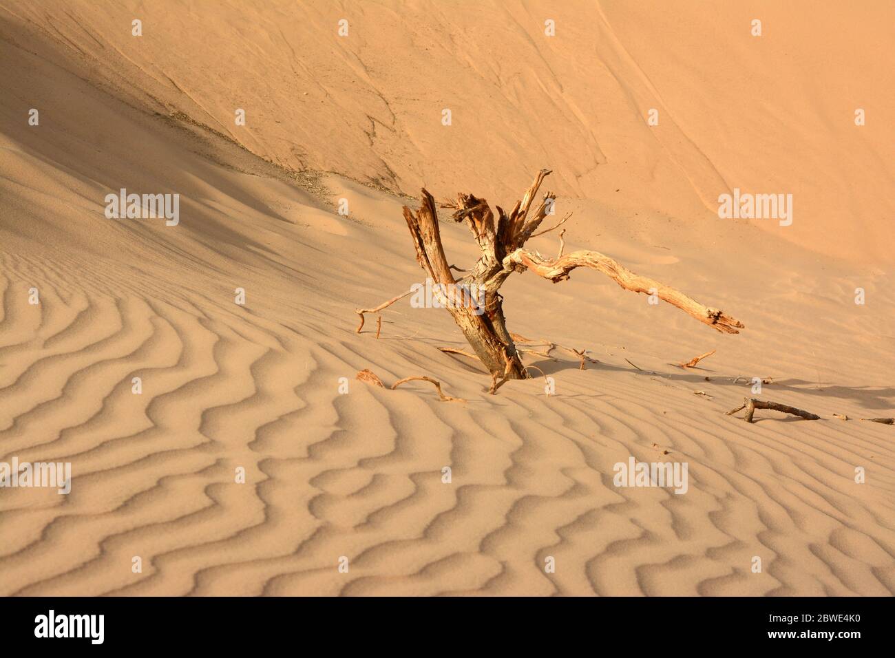 Sand dune in the south of Israel Stock Photo - Alamy