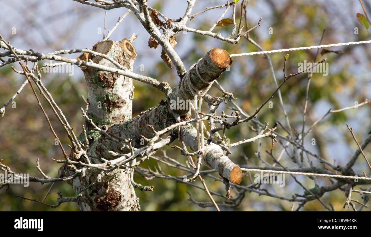 Pruned apple tree with ropes attached Stock Photo - Alamy
