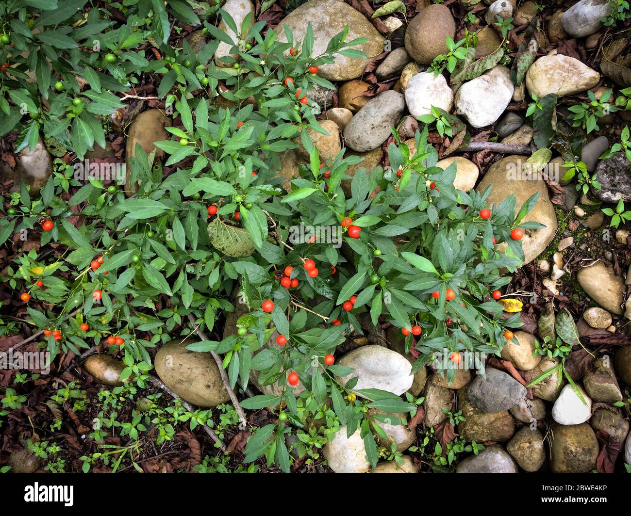 Jerusalem cherry hi-res stock photography and images - Alamy